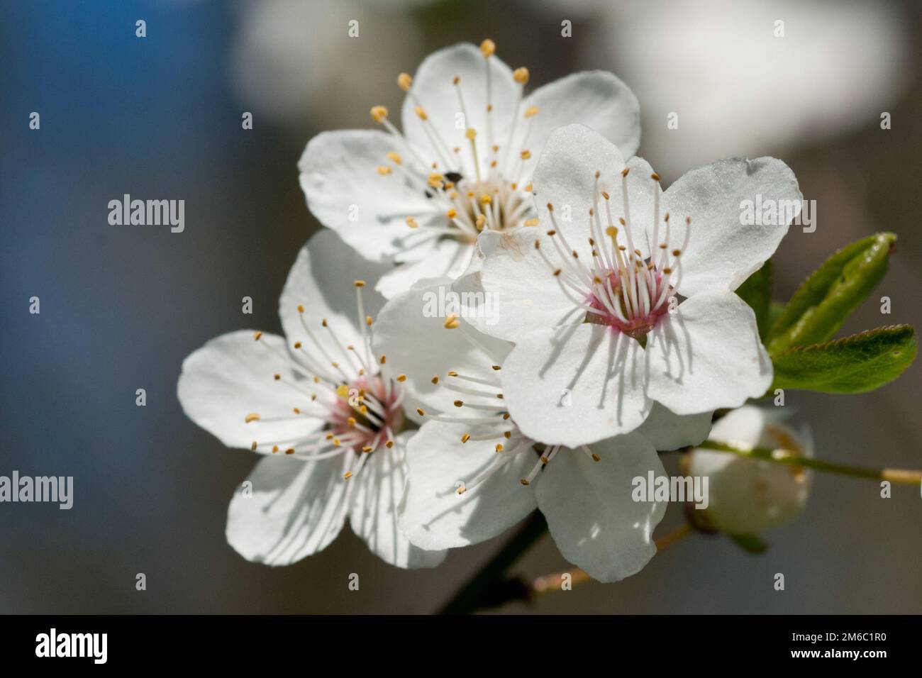 Fruit tree blossom Stock Photo - Alamy