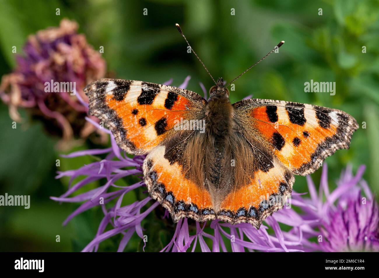 Butterfly Little Fox Stock Photo - Alamy