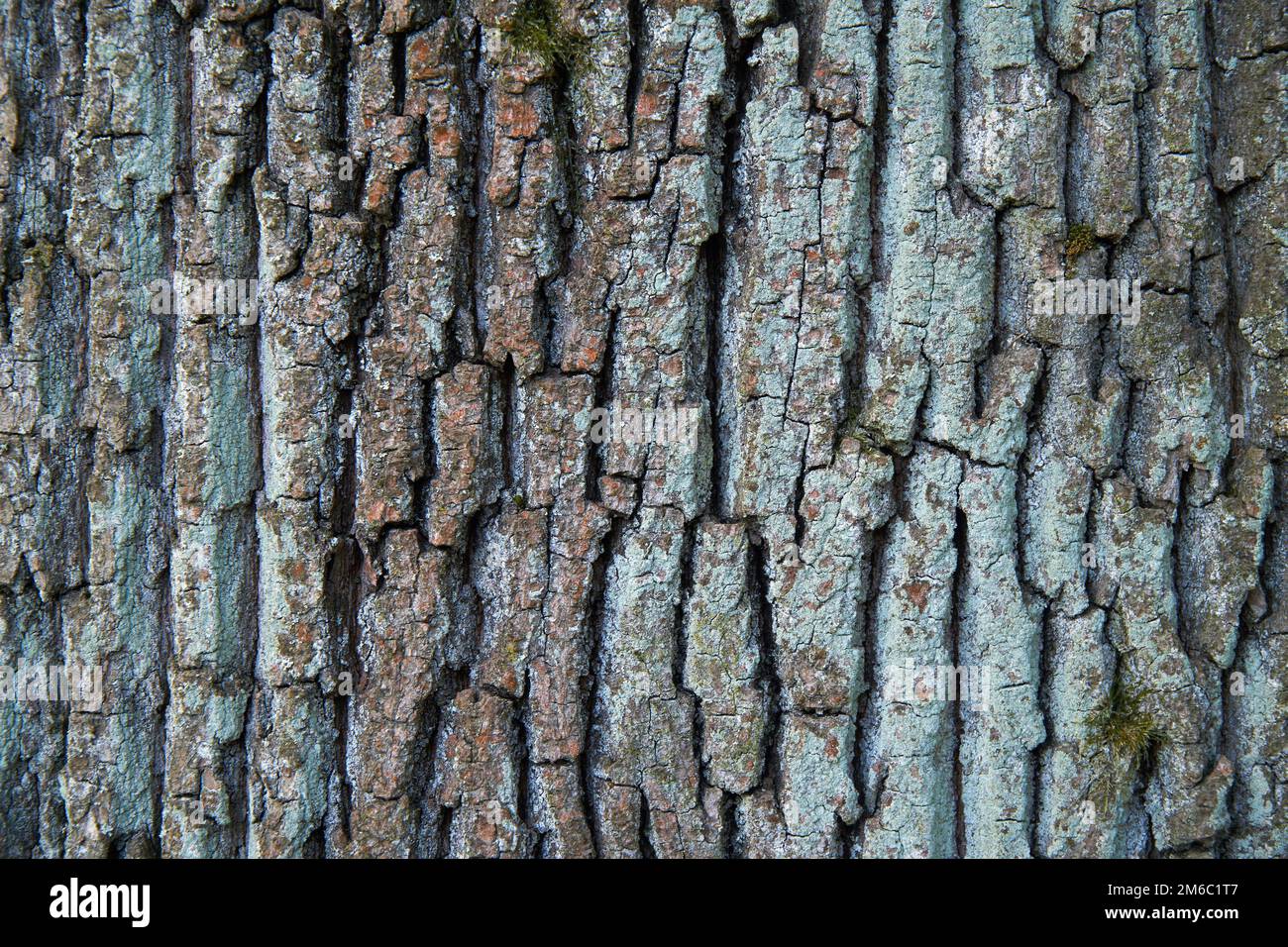 Tree bark texture close up Stock Photo - Alamy