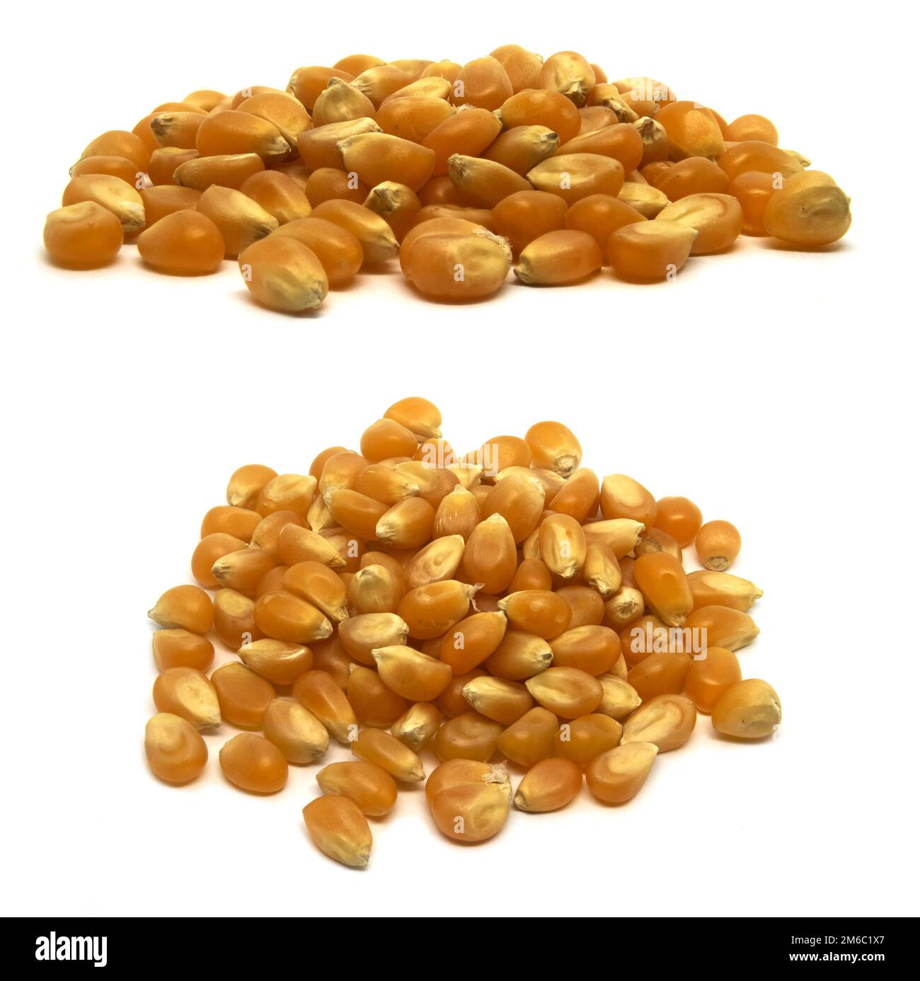 Raw, uncooked yellow popcorn kernels on a white background, two views ...