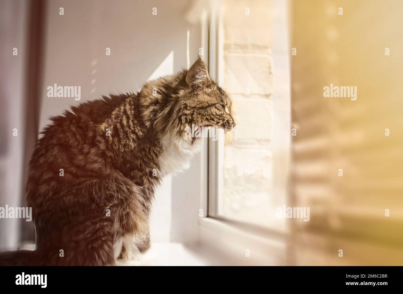 Beautiful cat sitting on window sill to yawn and looking out of a ...