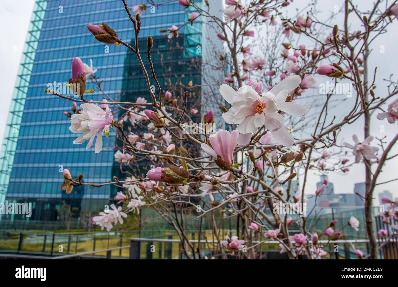 Idyllic magnolia blossoms in the "hanging garden" on the tenth floor of ...