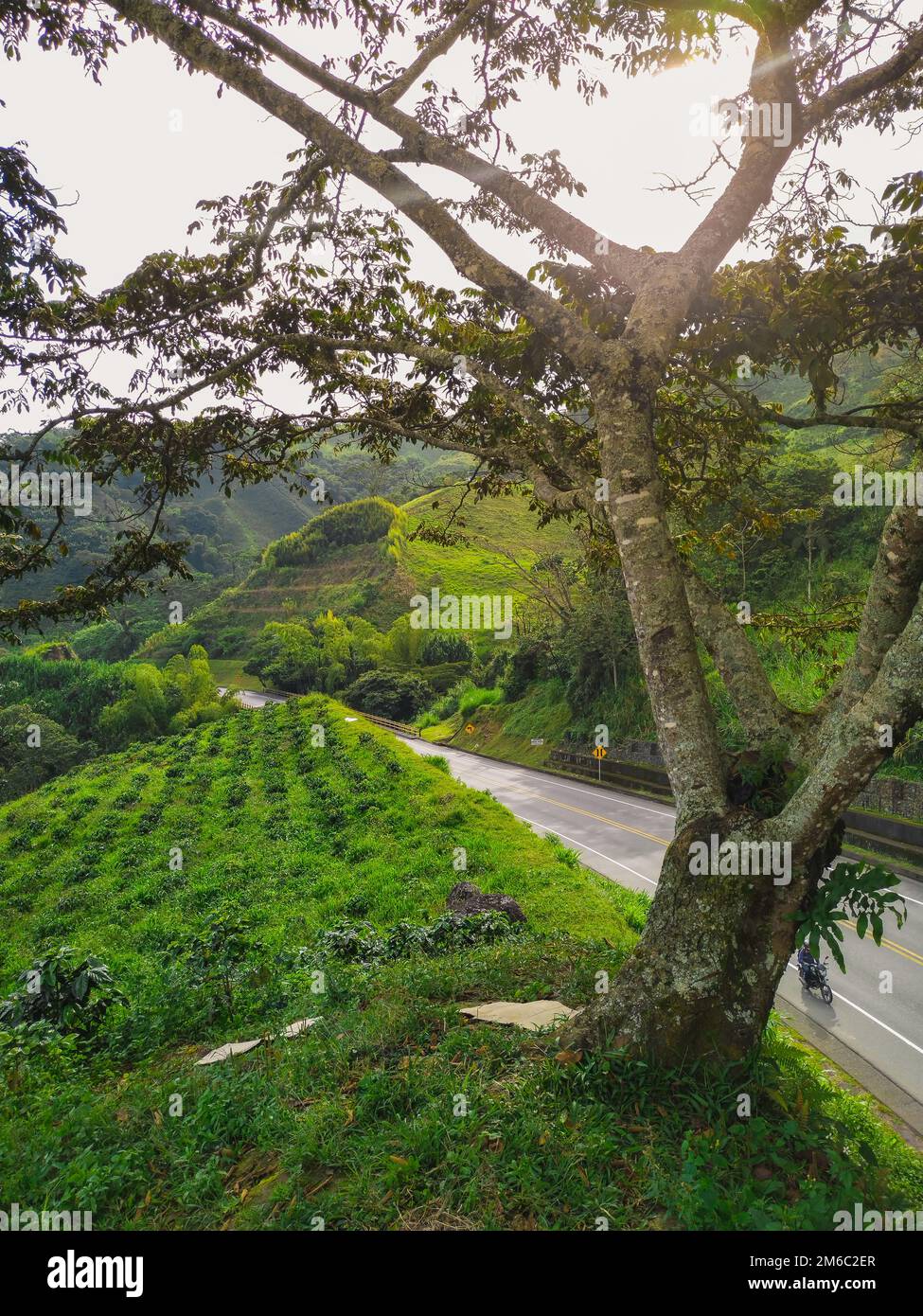 guamo tree located on the side of a Colombian road next to a coffee ...