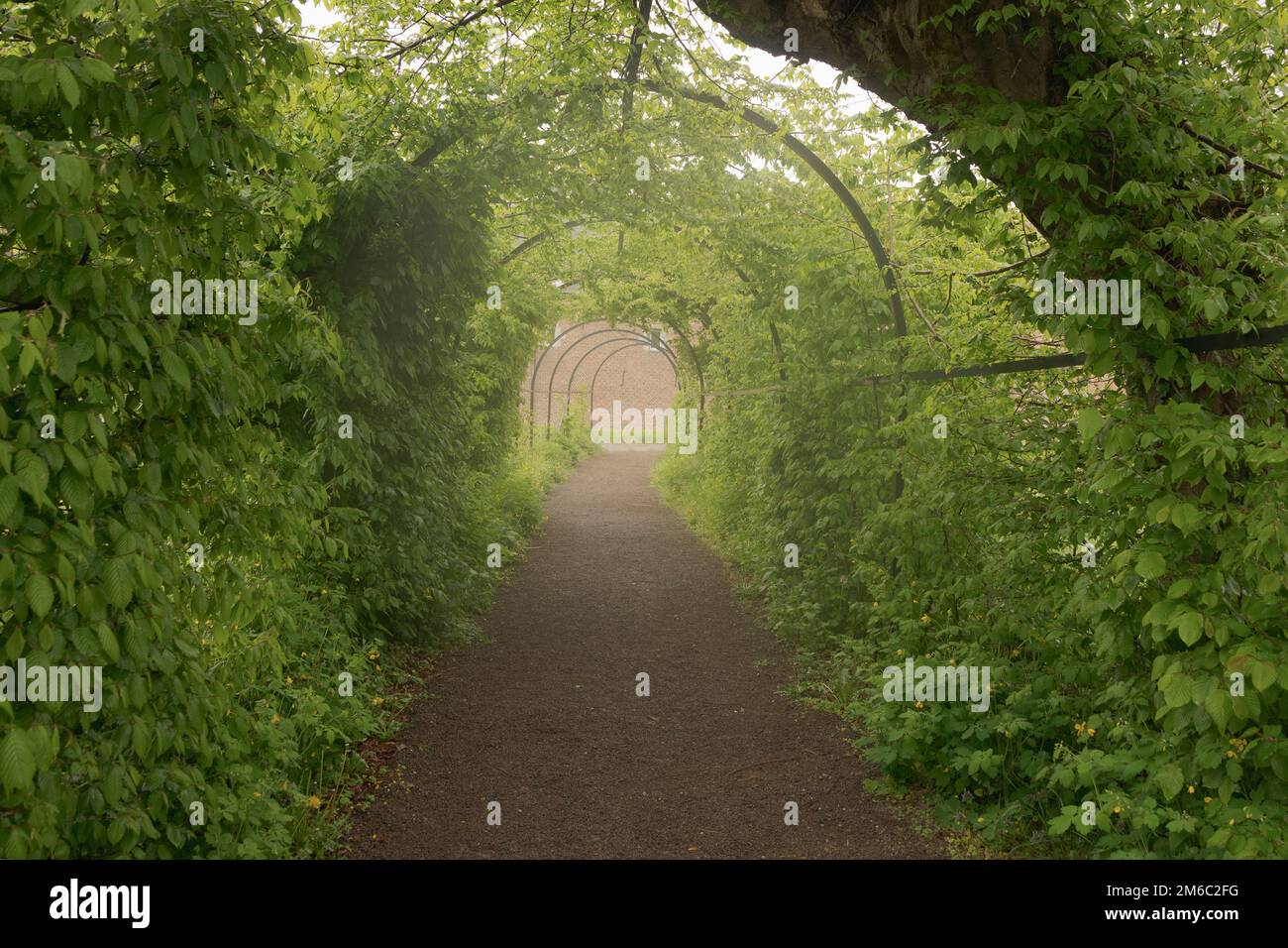 Arched path in the park in a light fog Stock Photo - Alamy