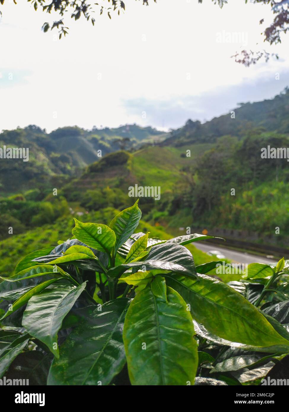 coffee plantation in the colombian coffee growing region, coffee leaves ...