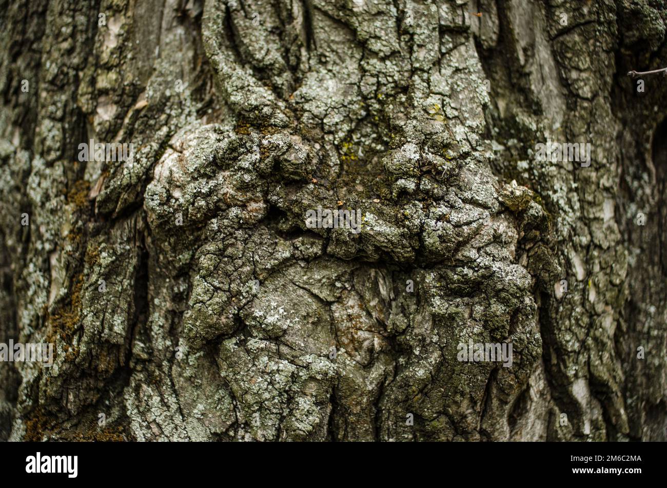 Oak tree bark macro hi-res stock photography and images - Alamy