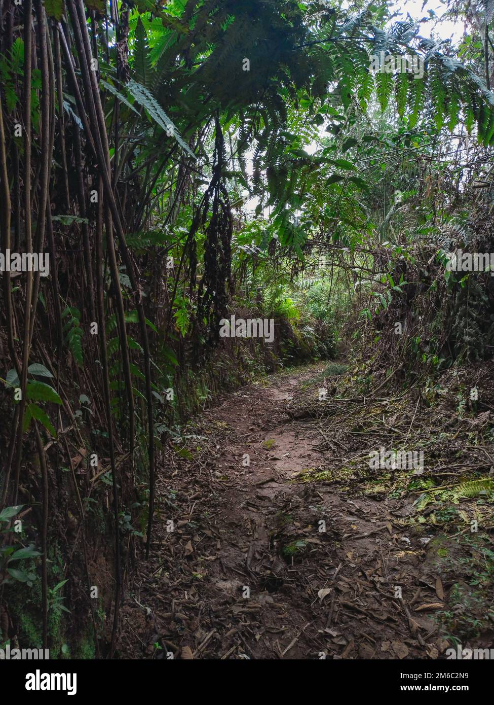 road through the Colombian jungle, surrounded by trees, a crossing for ...