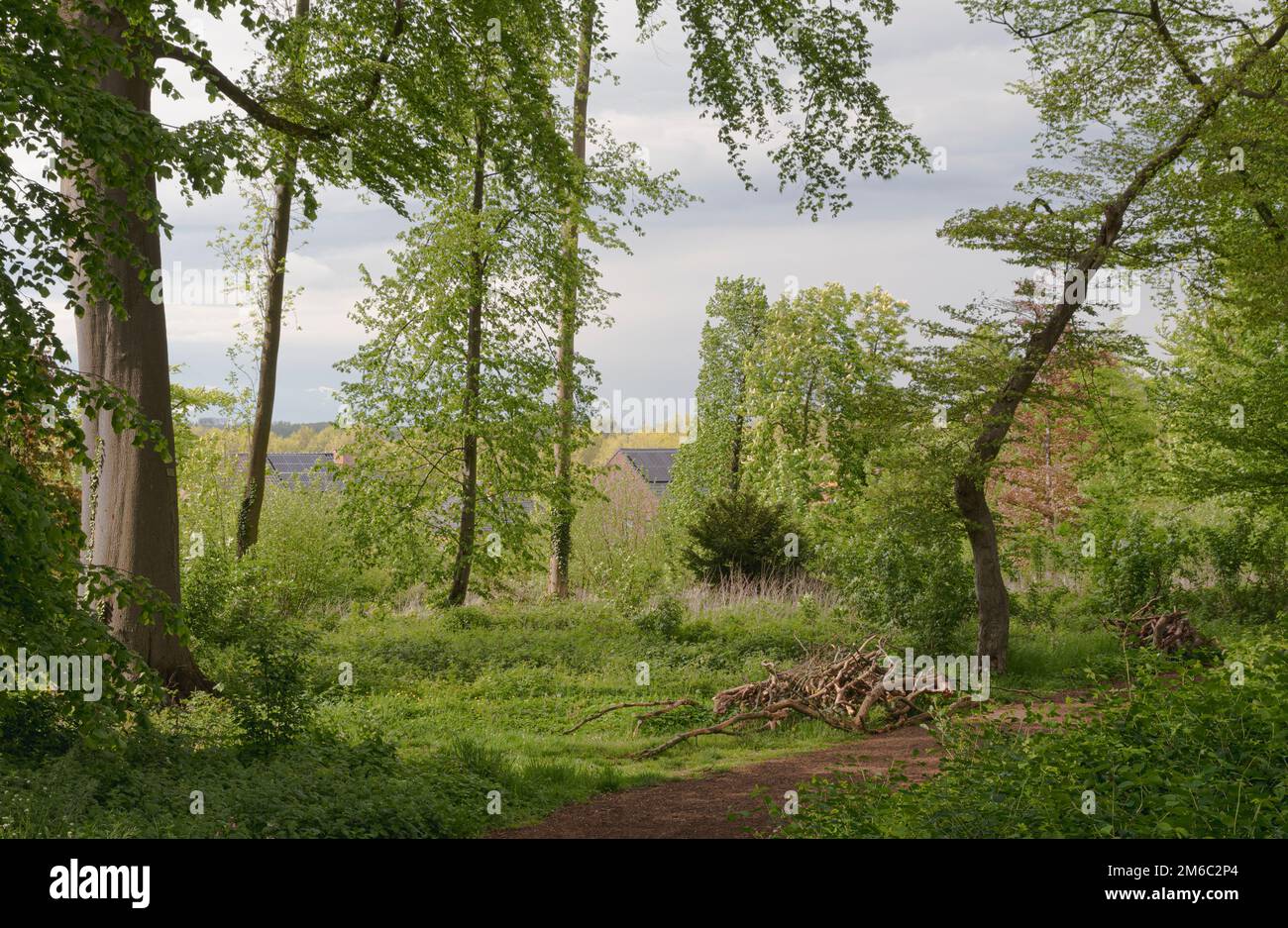 Beautiful spring landscape of forest path in the countryside Stock ...