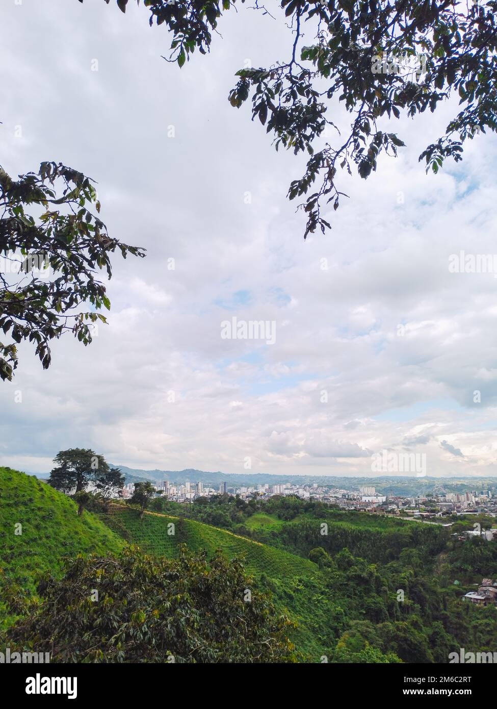 natural coffee landscape, located in a colombian rural area, in the ...