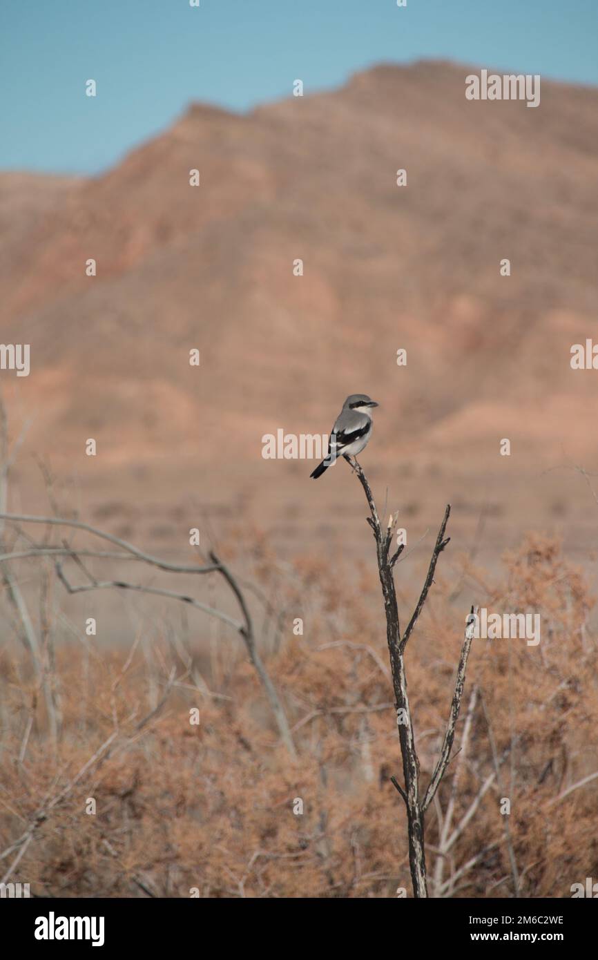 Loggerhead Shrike bird in the nature of lake mead recreation area ...