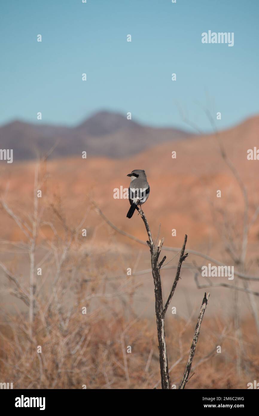Loggerhead Shrike bird in the nature of lake mead recreation area ...