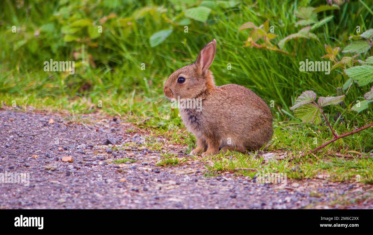 baby rabbit sat on verge of country lane Stock Photo - Alamy