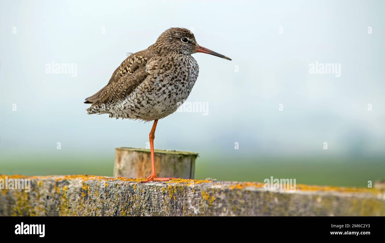 Redshank standing on one leg on a post at elmley nature reserve Stock ...