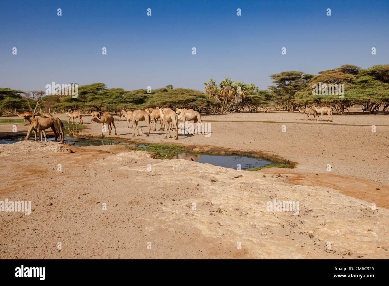 Camels, cows and donkeys drinking water at Kalacha Oasis in Marsabit ...