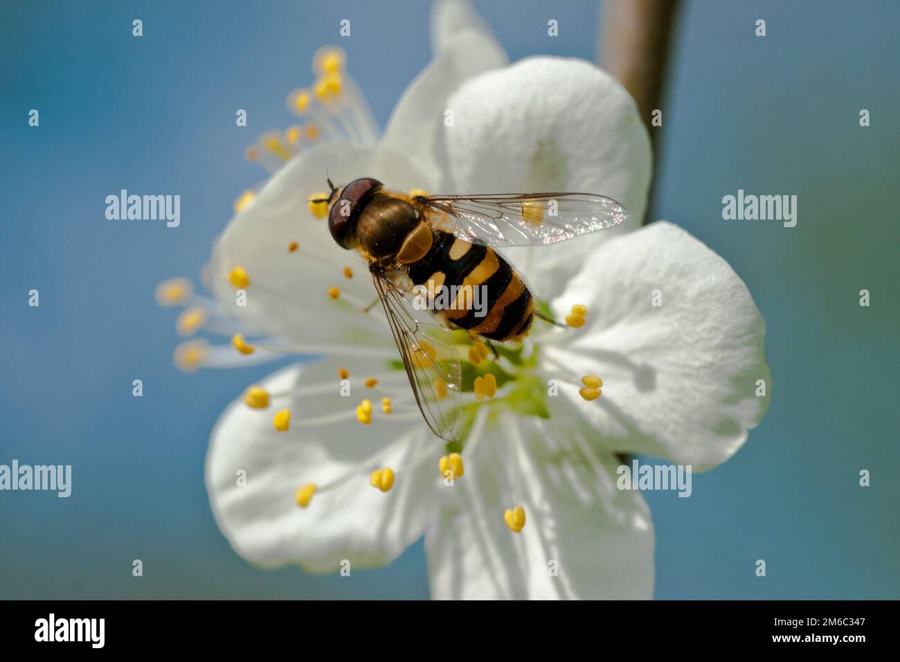 Wildmirabelle hi-res stock photography and images - Alamy