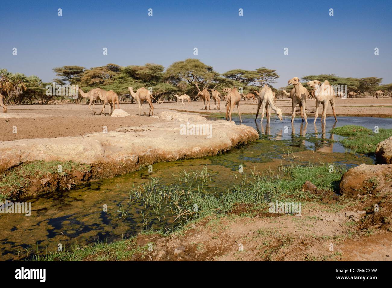 Camels, cows and donkeys drinking water at Kalacha Oasis in Marsabit ...