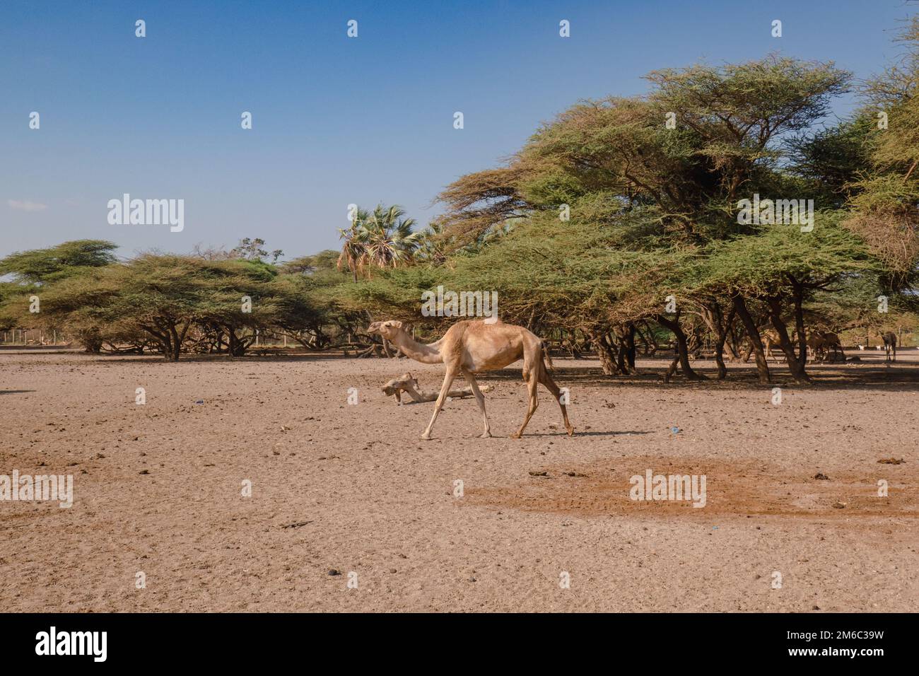 Camels, cows and donkeys drinking water at Kalacha Oasis in Marsabit ...