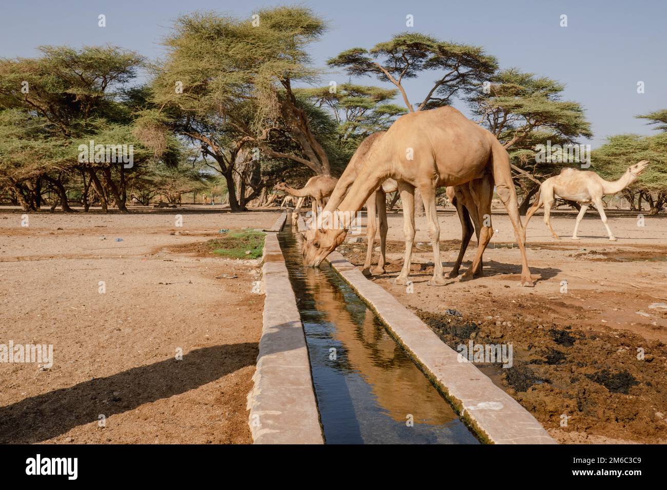 Camels, cows and donkeys drinking water at Kalacha Oasis in Marsabit ...