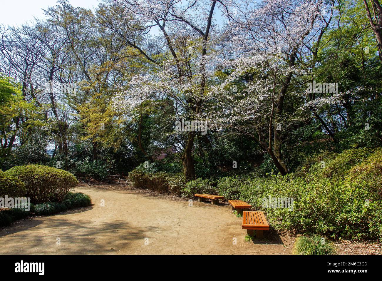 Amazing cherry blossom tree - sakura in Japanese garden Rikugyoen ...