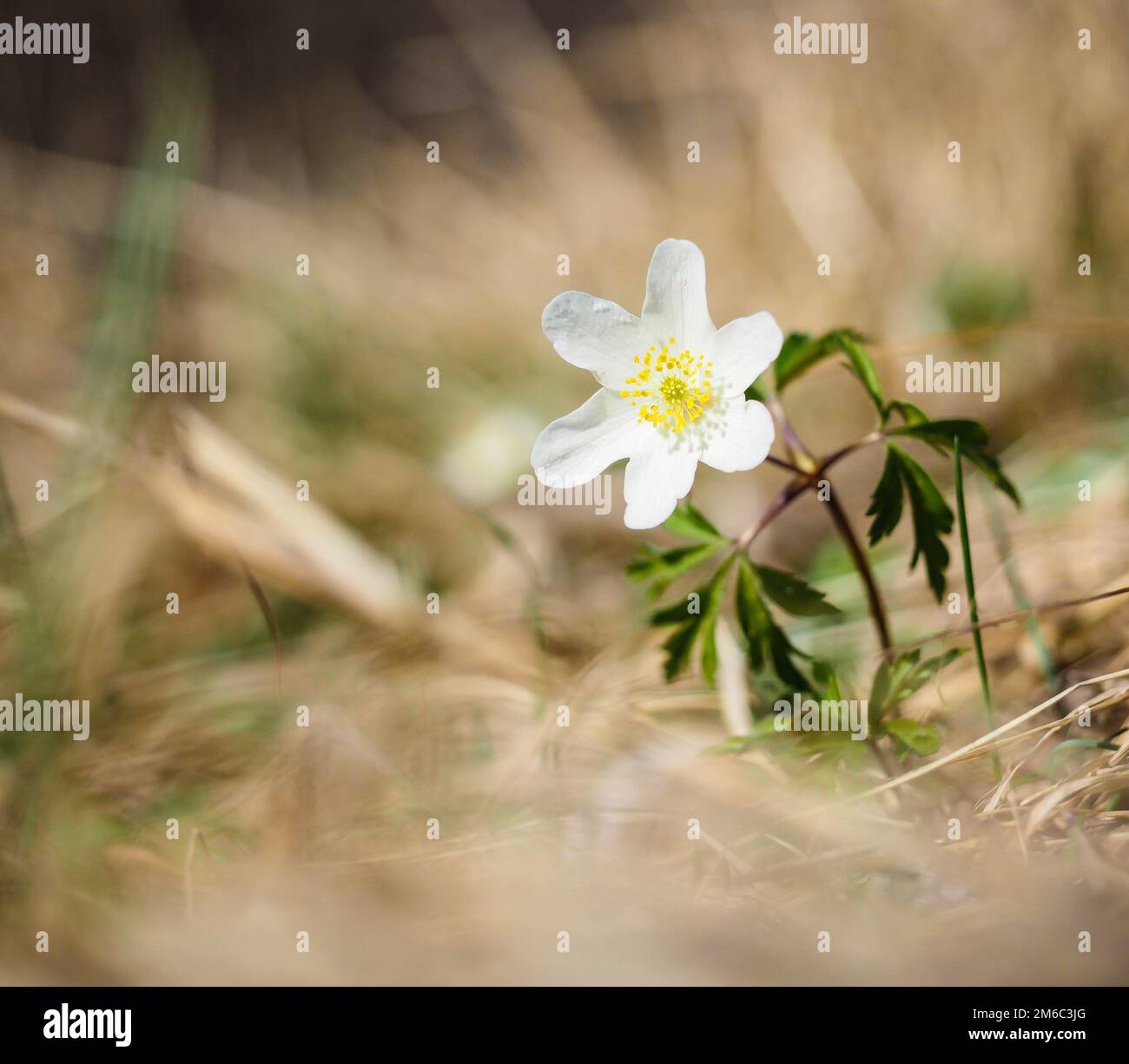 Beautiful little white windflower anemone Stock Photo - Alamy