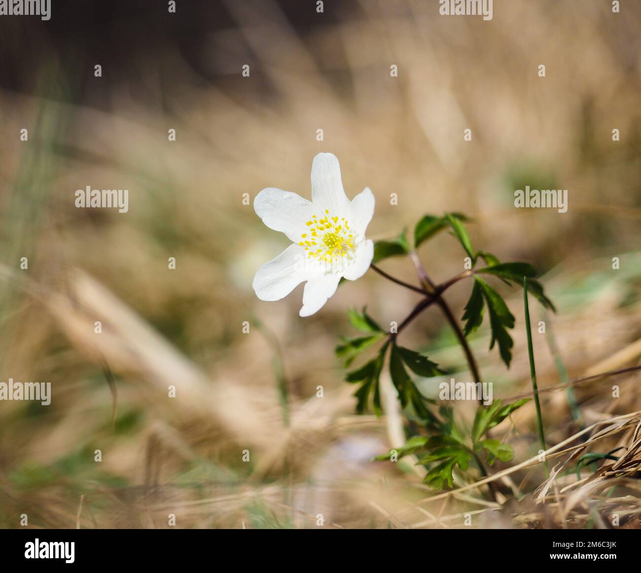 Beautiful white anemone flower hi-res stock photography and images - Alamy