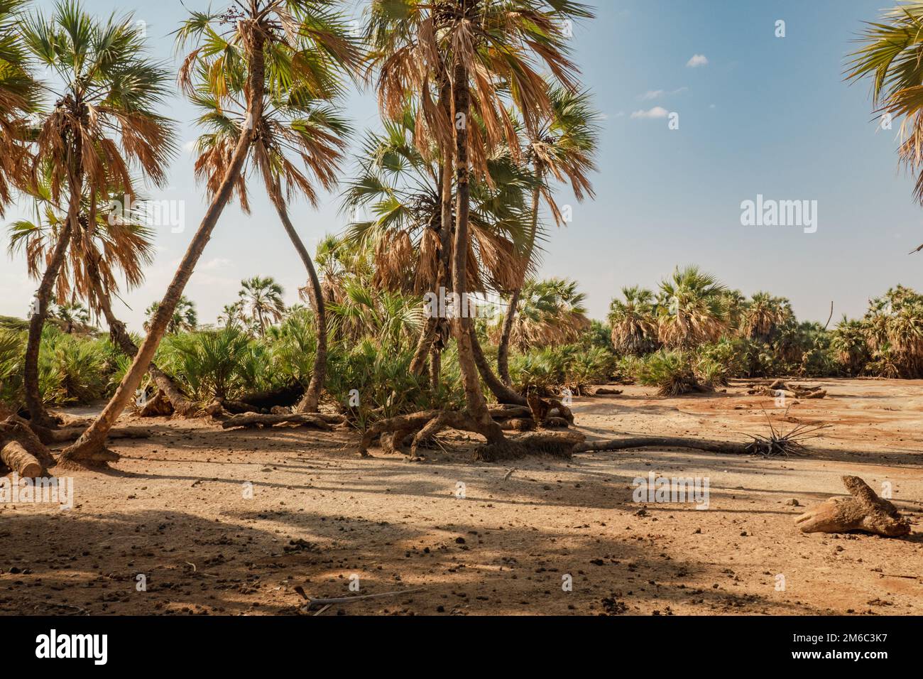 Scenic view of palm trees and acacia trees at Kalacha Oasis in Marsabit ...