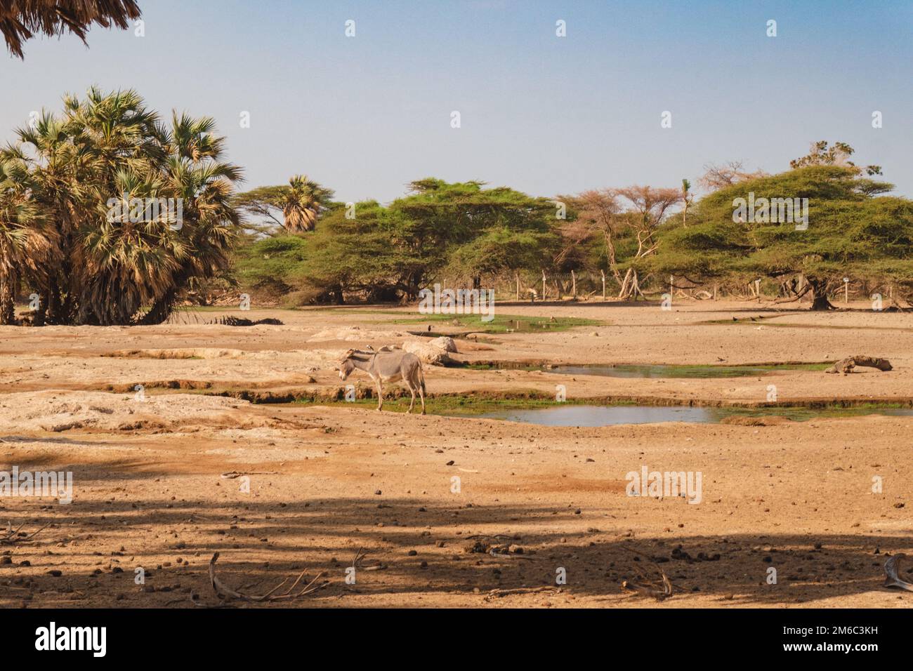 Camels, cows and donkeys drinking water at Kalacha Oasis in Marsabit ...