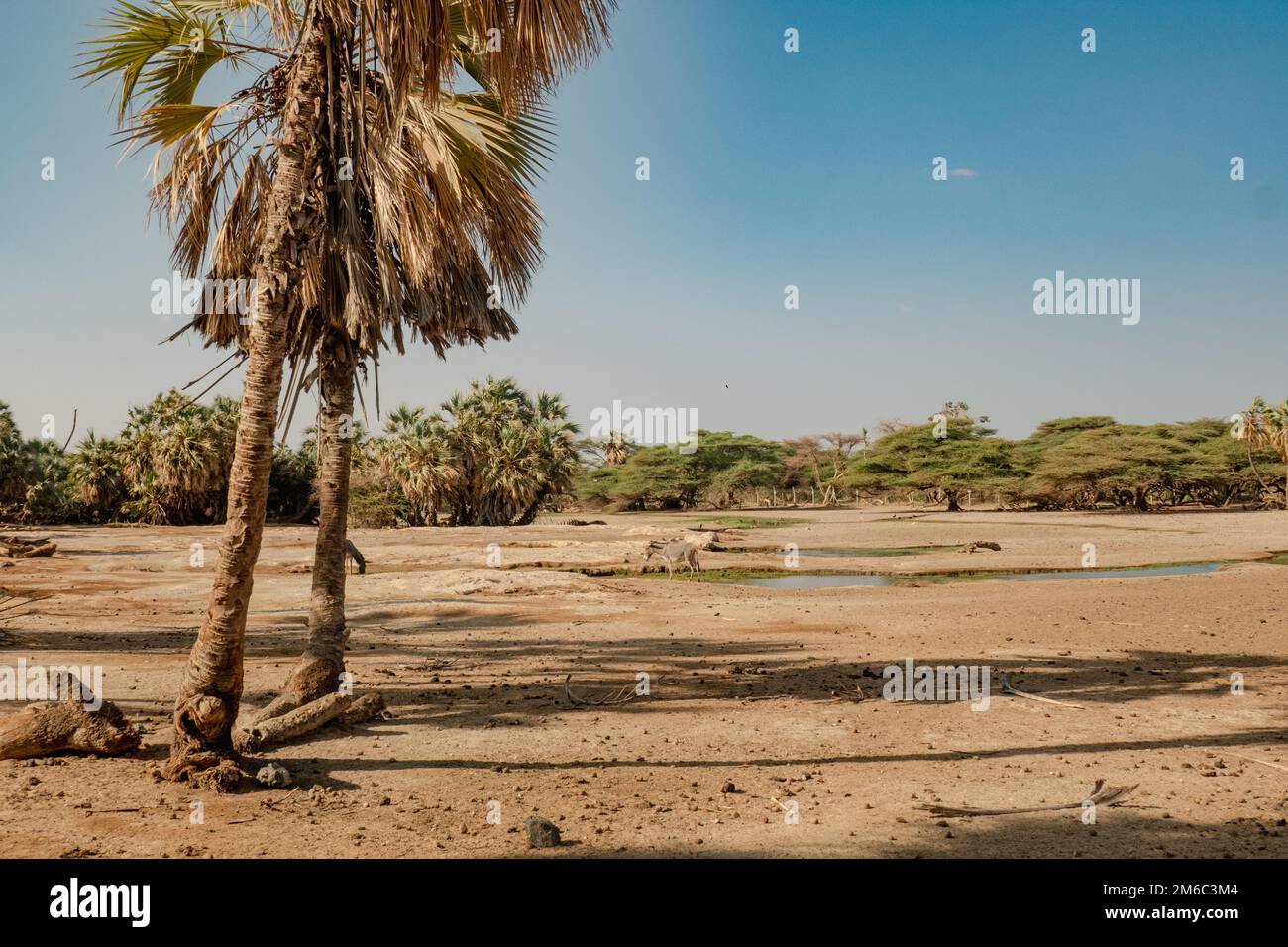 Camels, cows and donkeys drinking water at Kalacha Oasis in Marsabit ...