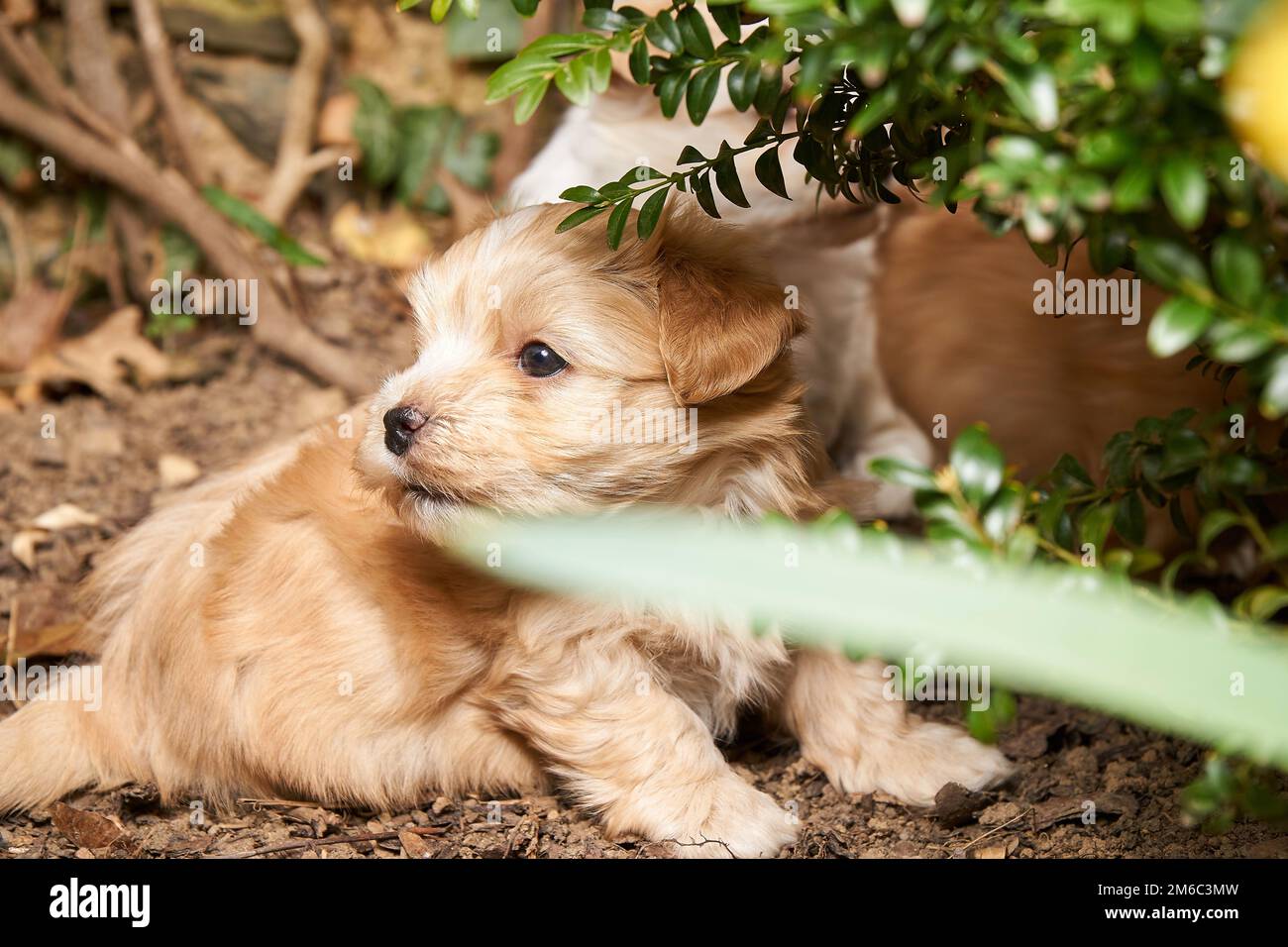 Playing havanese puppy hiding in a bush Stock Photo - Alamy