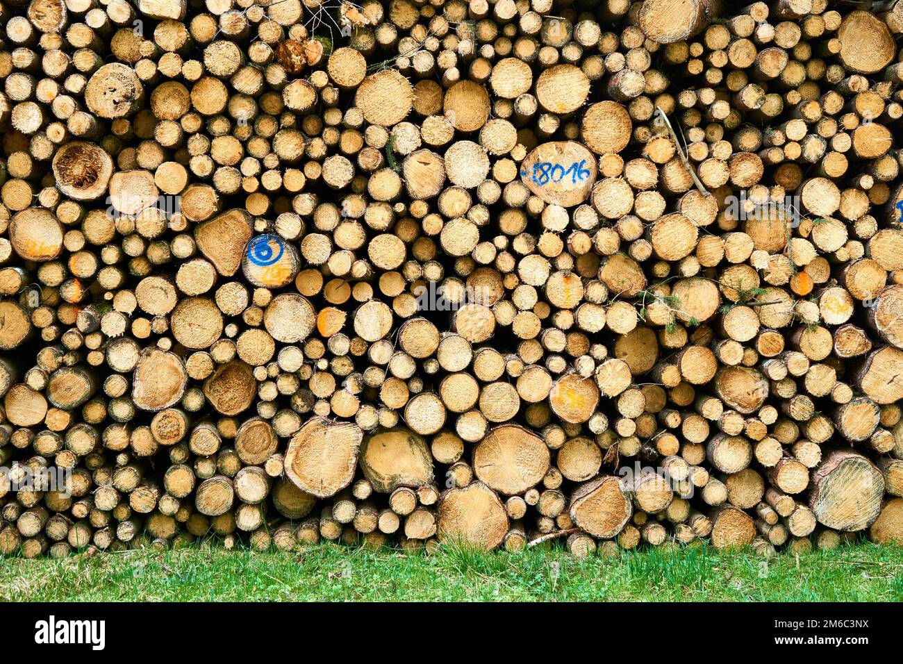 Pile of wood logs stumps in a forest Stock Photo - Alamy