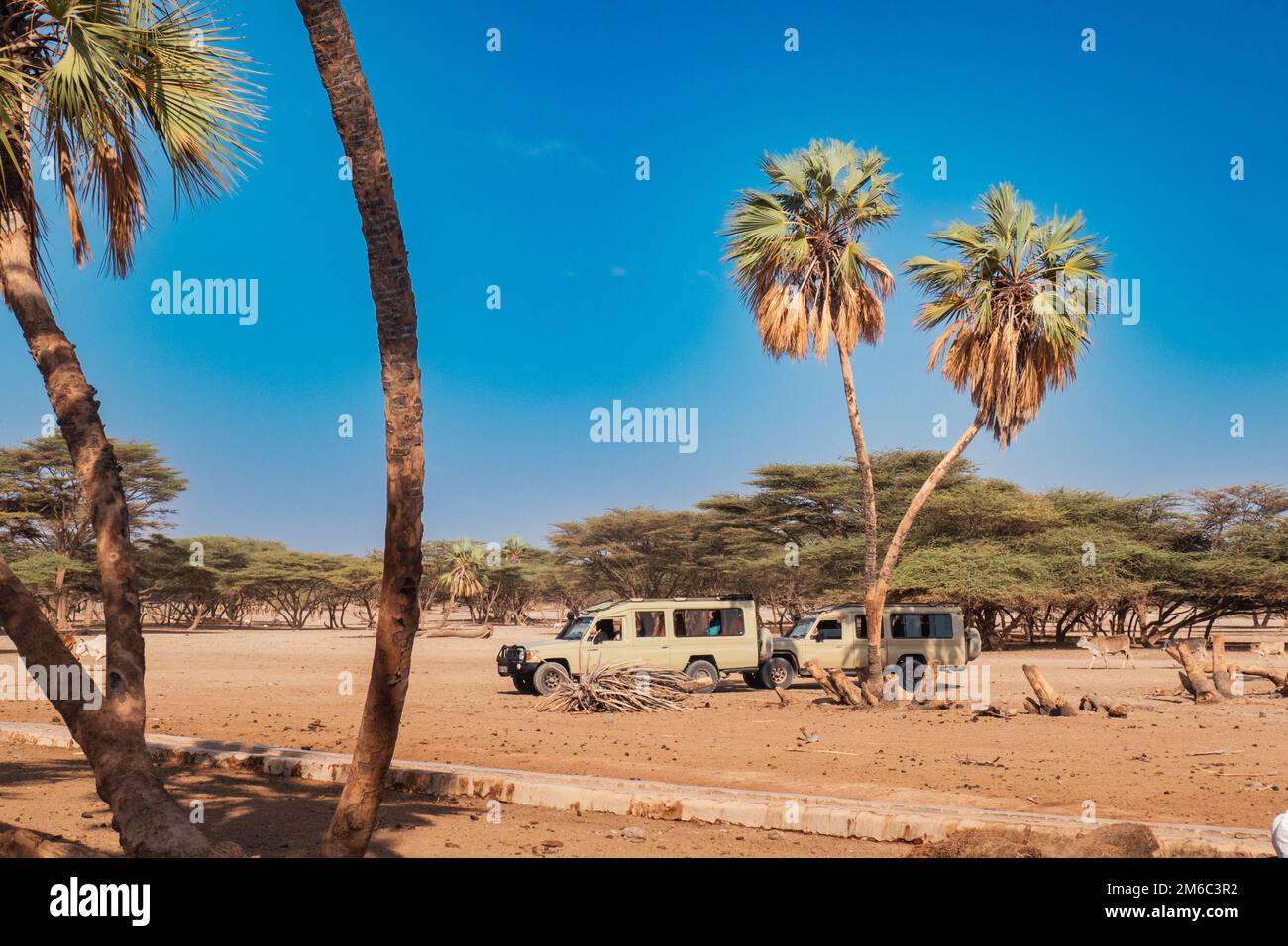 Tourist safari vehicles amidst palm trees at Kalacha Oasis in Marsabit ...