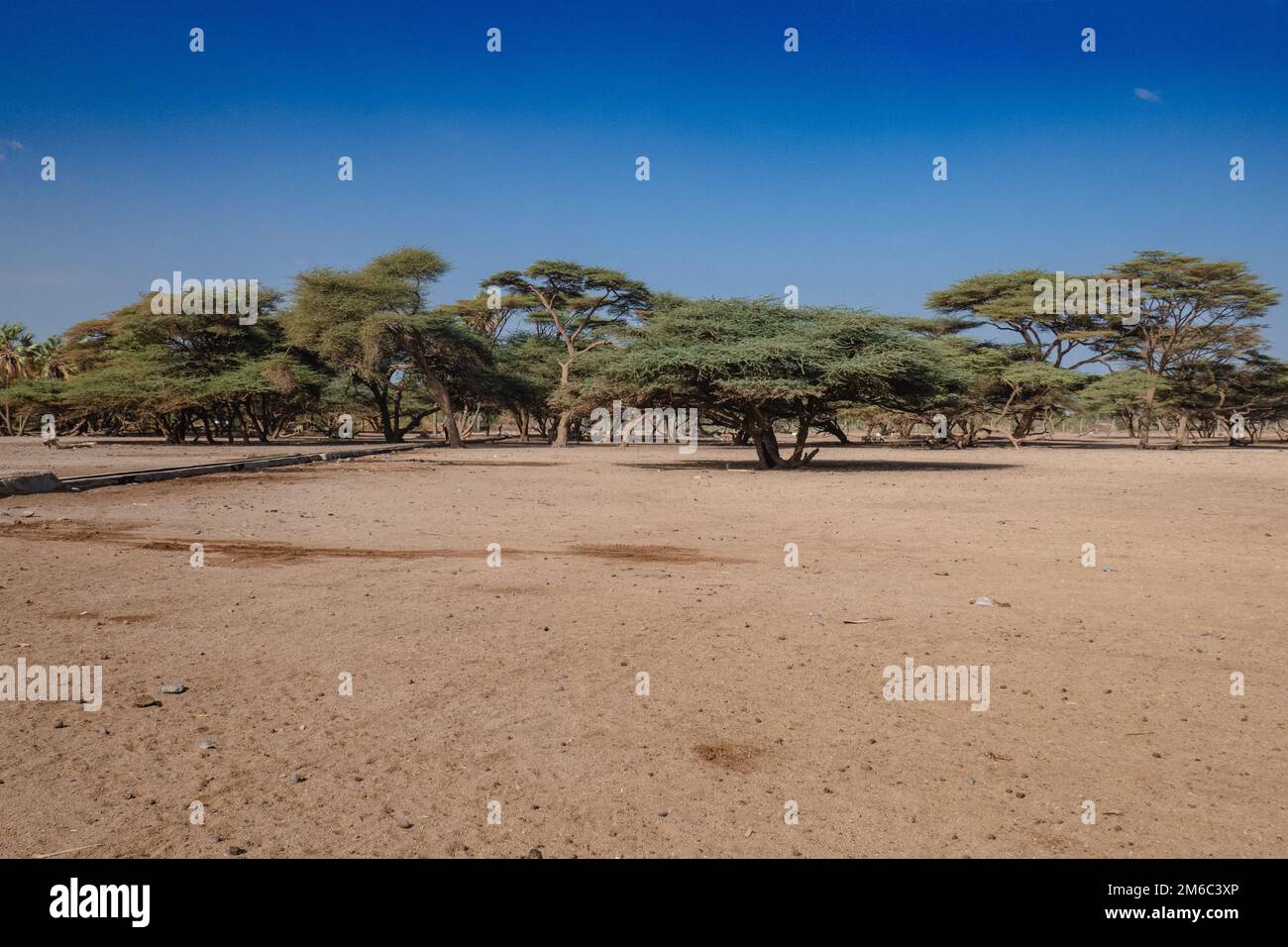 Scenic view of palm trees and acacia trees at Kalacha Oasis in Marsabit ...