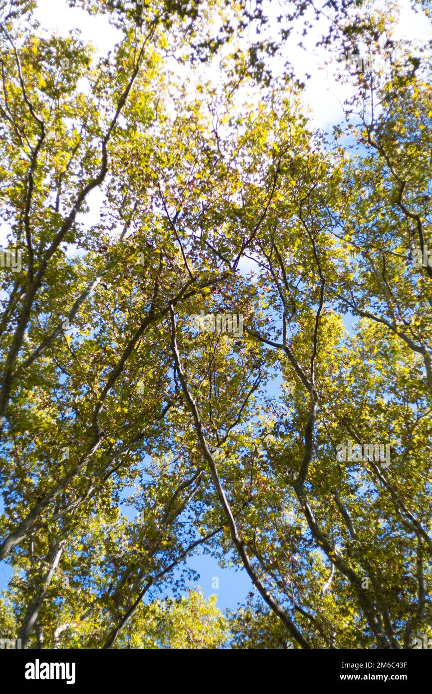 Many leaves hi-res stock photography and images - Alamy
