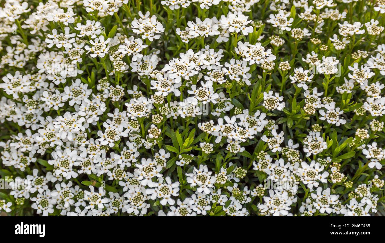 White flowers meadow hi-res stock photography and images - Alamy