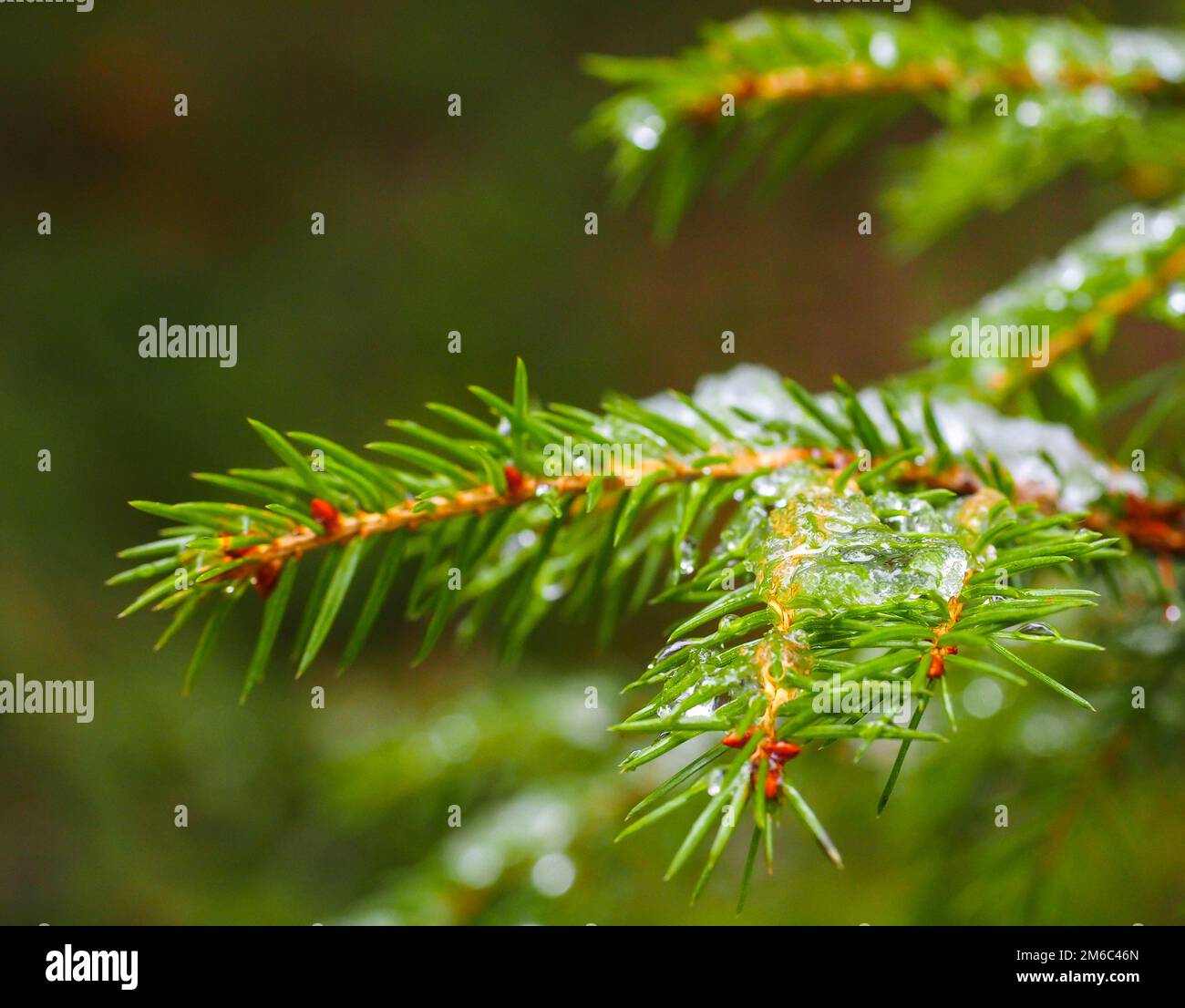 Beautiful spruce hi-res stock photography and images - Alamy