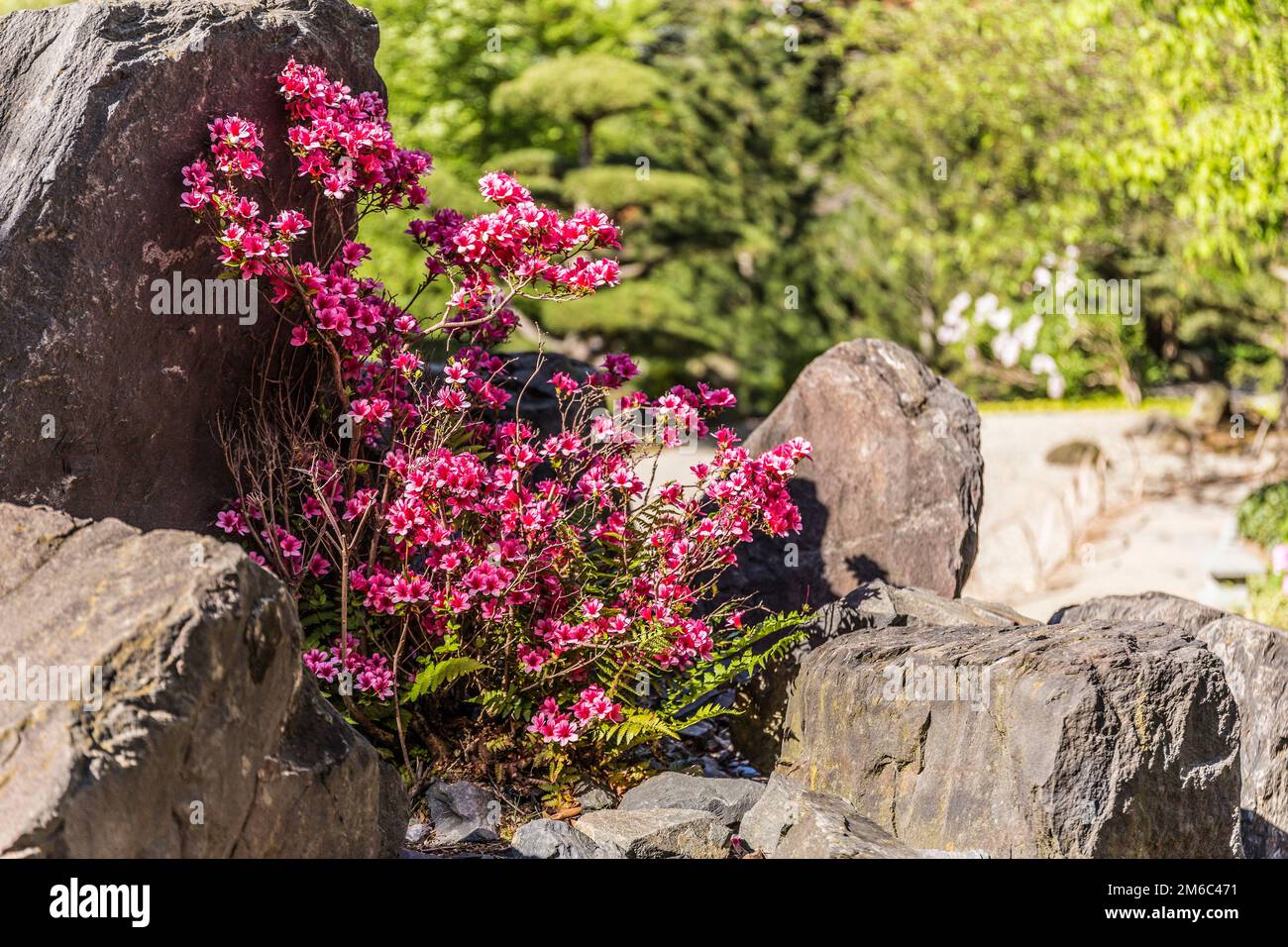 Azalea japonica pink hi-res stock photography and images - Alamy