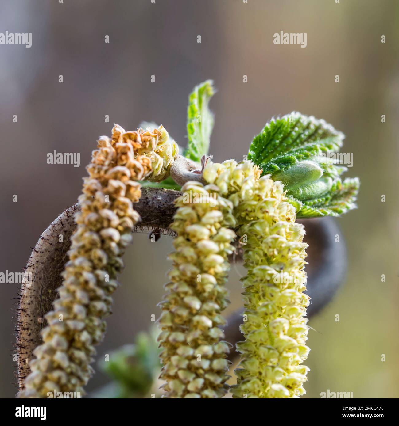 Green leaves on hazelnut tree hi-res stock photography and images - Alamy