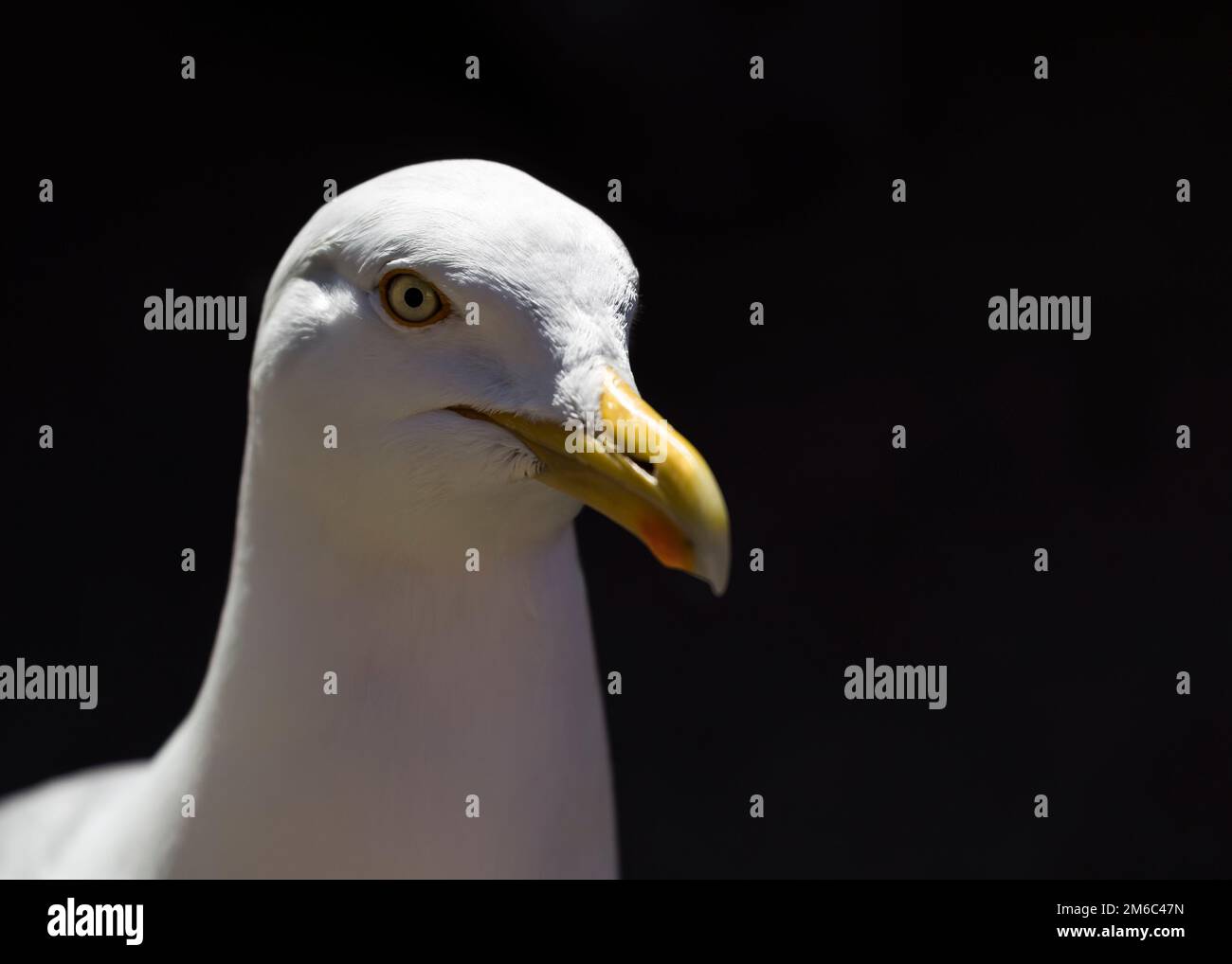 Beautiful white seagull close hi-res stock photography and images - Alamy