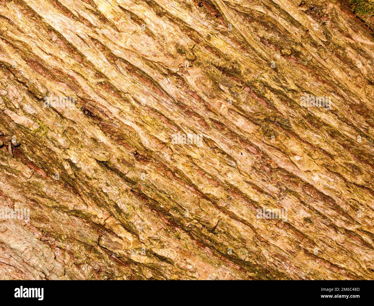 Close up wood and bark texture Stock Photo - Alamy