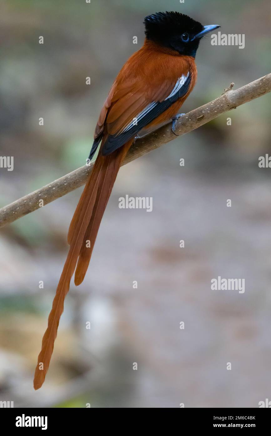 Red-bellied Paradise Flycatcher, The Gambia, West Africa Stock Photo ...