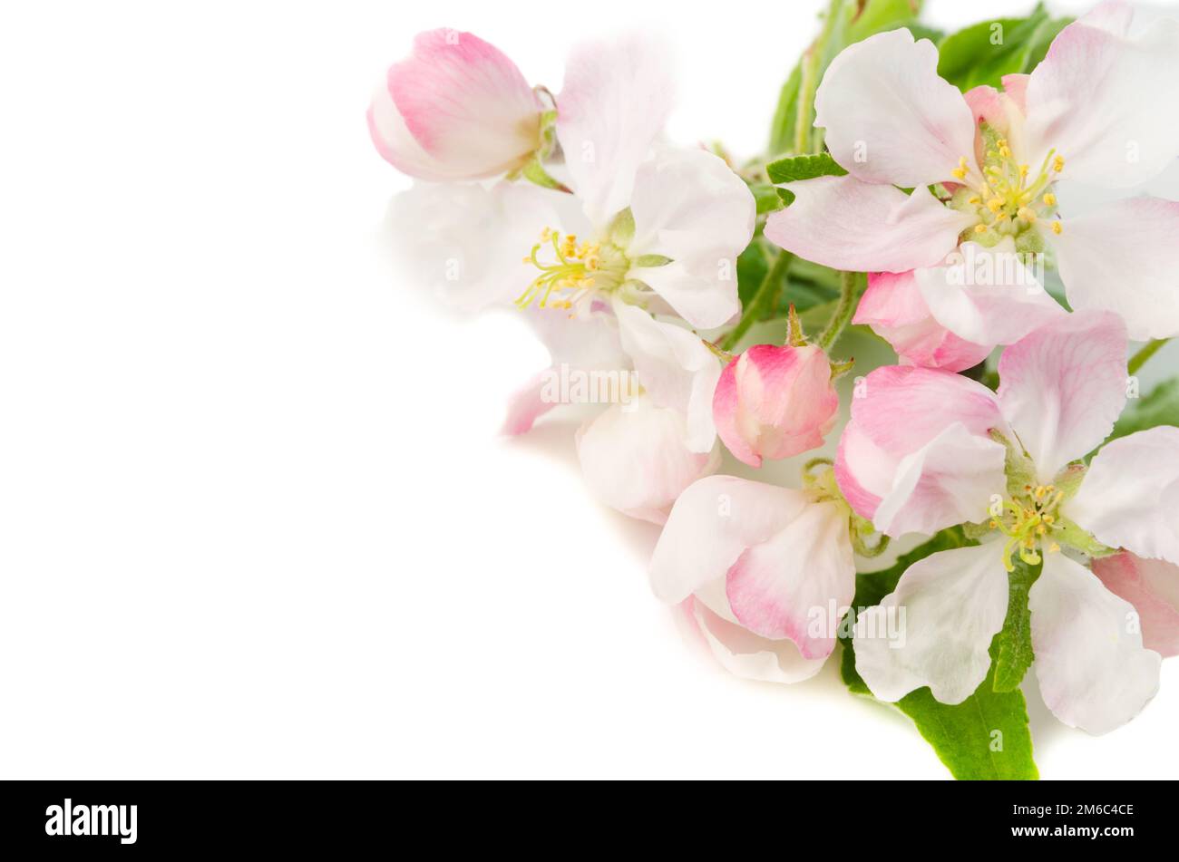 Beautiful apple tree branch close hi-res stock photography and images ...