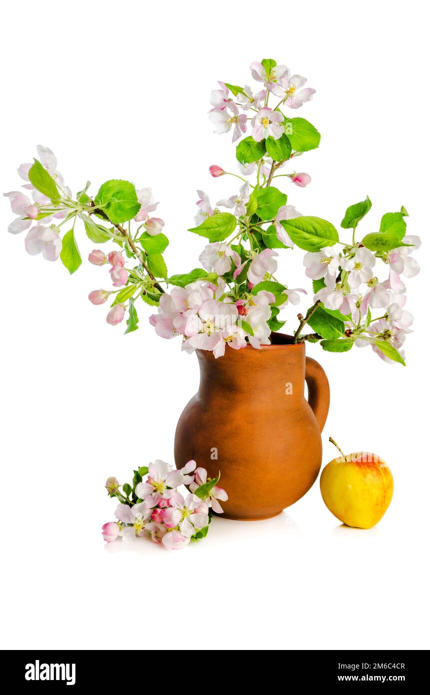 Branch of blossoming apple-tree in clay pitcher on white background ...