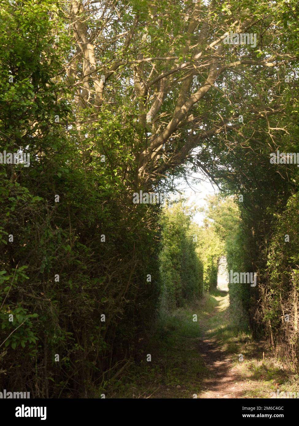 A pathway through a meadow with tree archway wonderful journey walking ...
