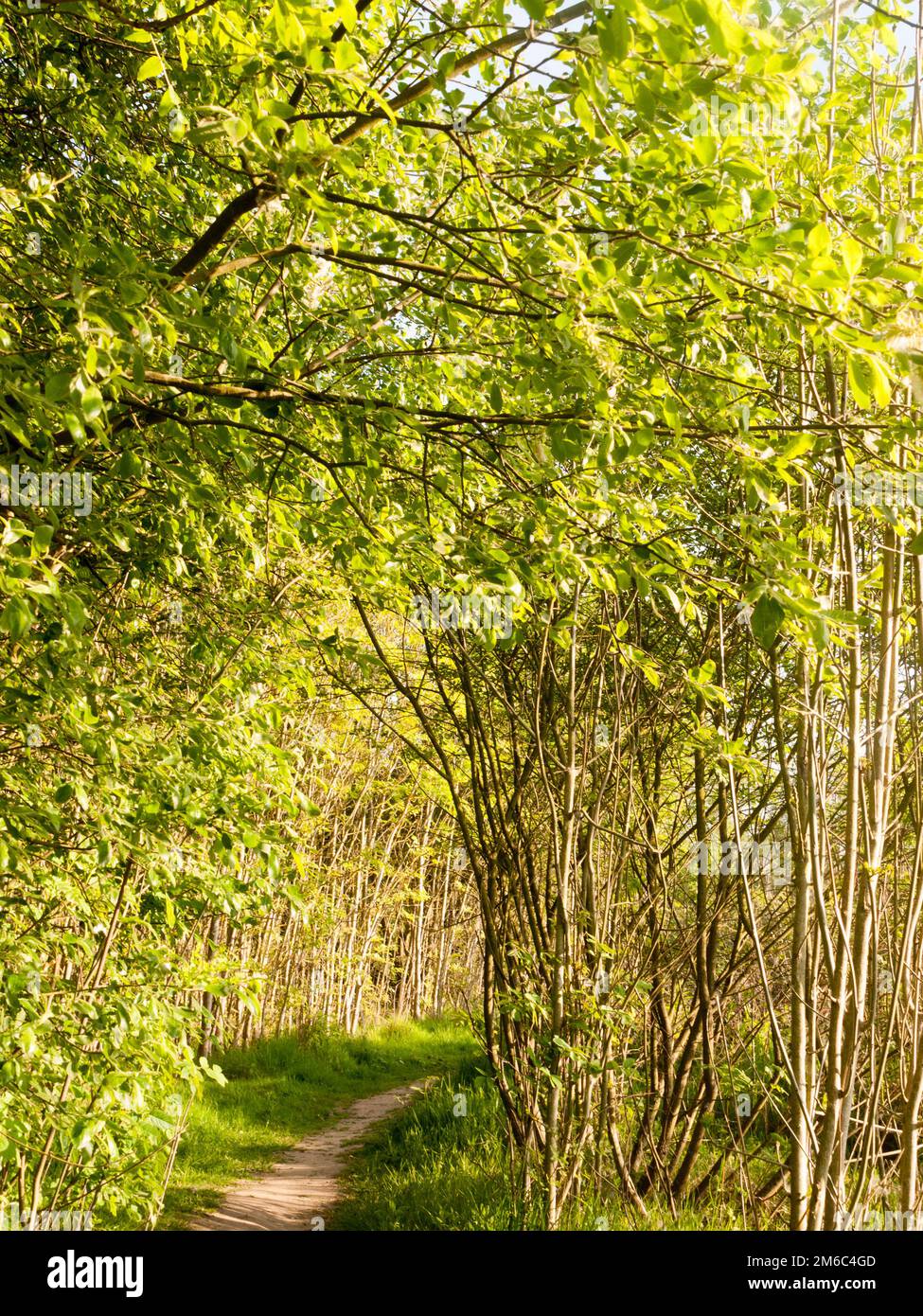 Stunning lush trees inside a forest in nature with no people around and ...