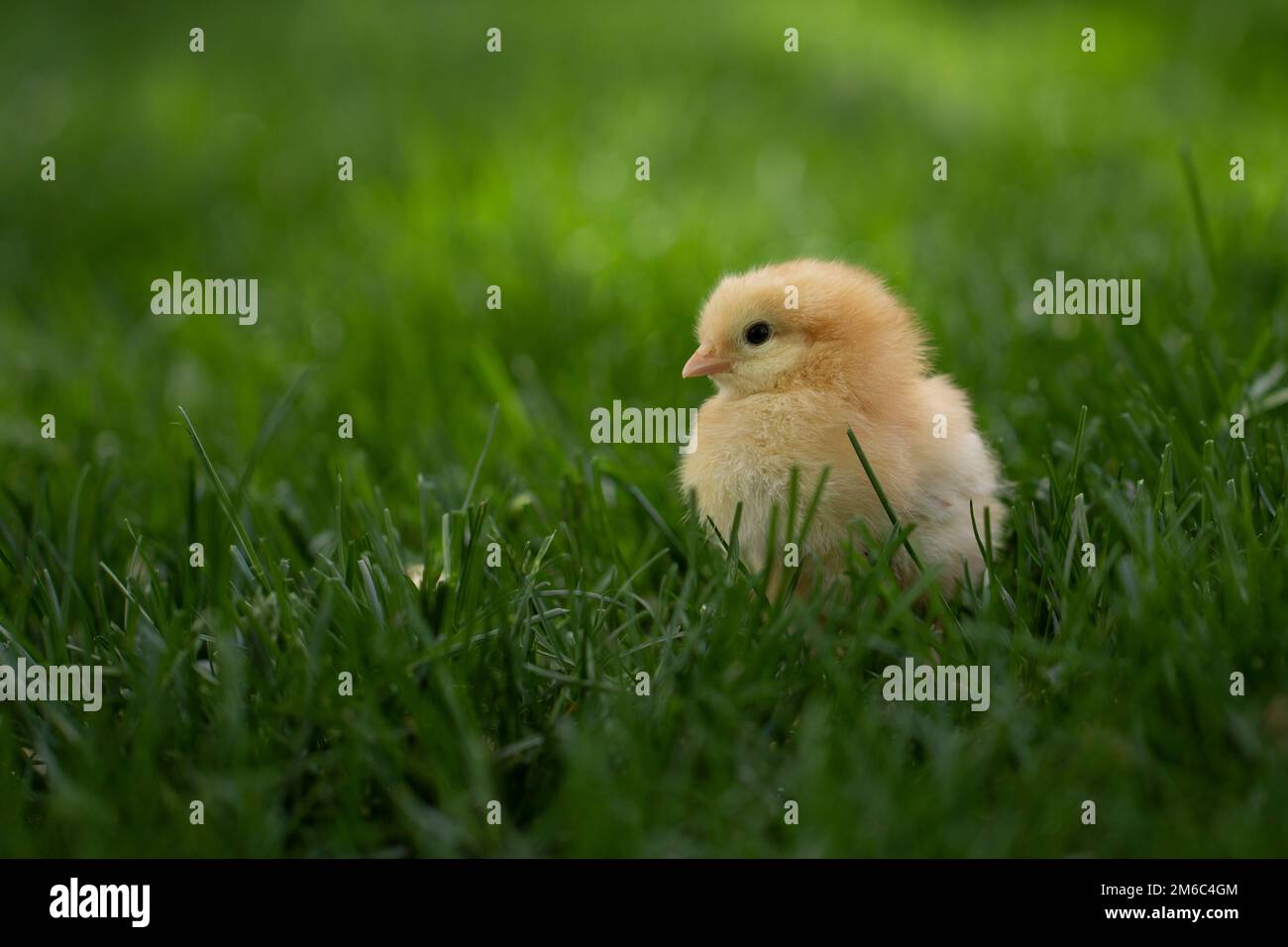Chick in the grass Stock Photo - Alamy