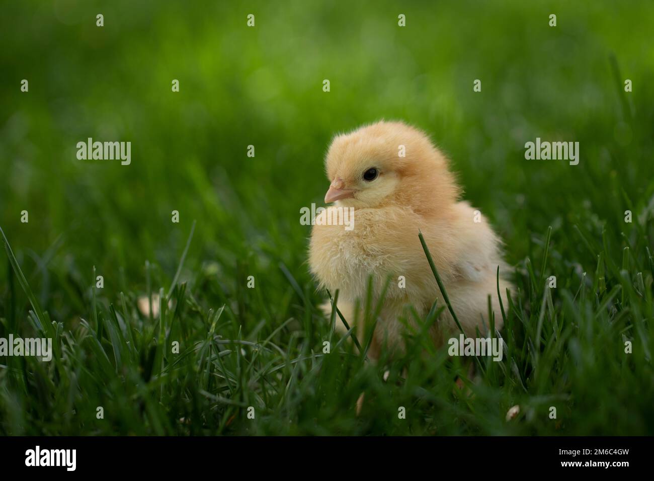 Baby Prairie Chicken Prairie Chicken Hi Res Stock Photography And
