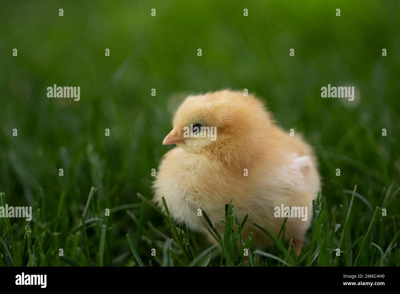 Chick posing in grass Stock Photo - Alamy