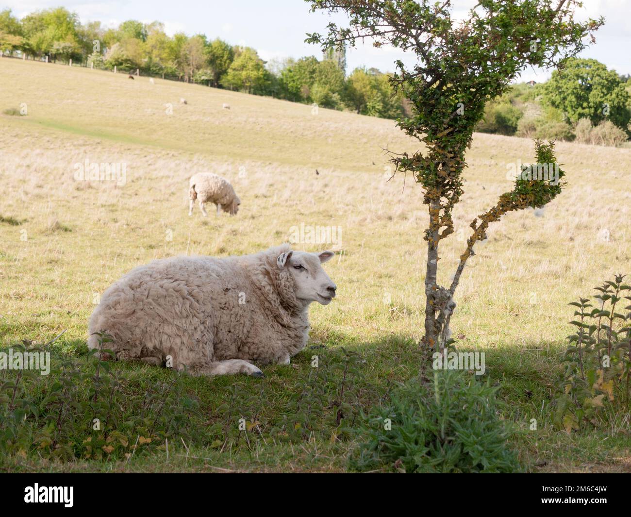 A sheep resting in the field outside in the uk up close in essex of ...
