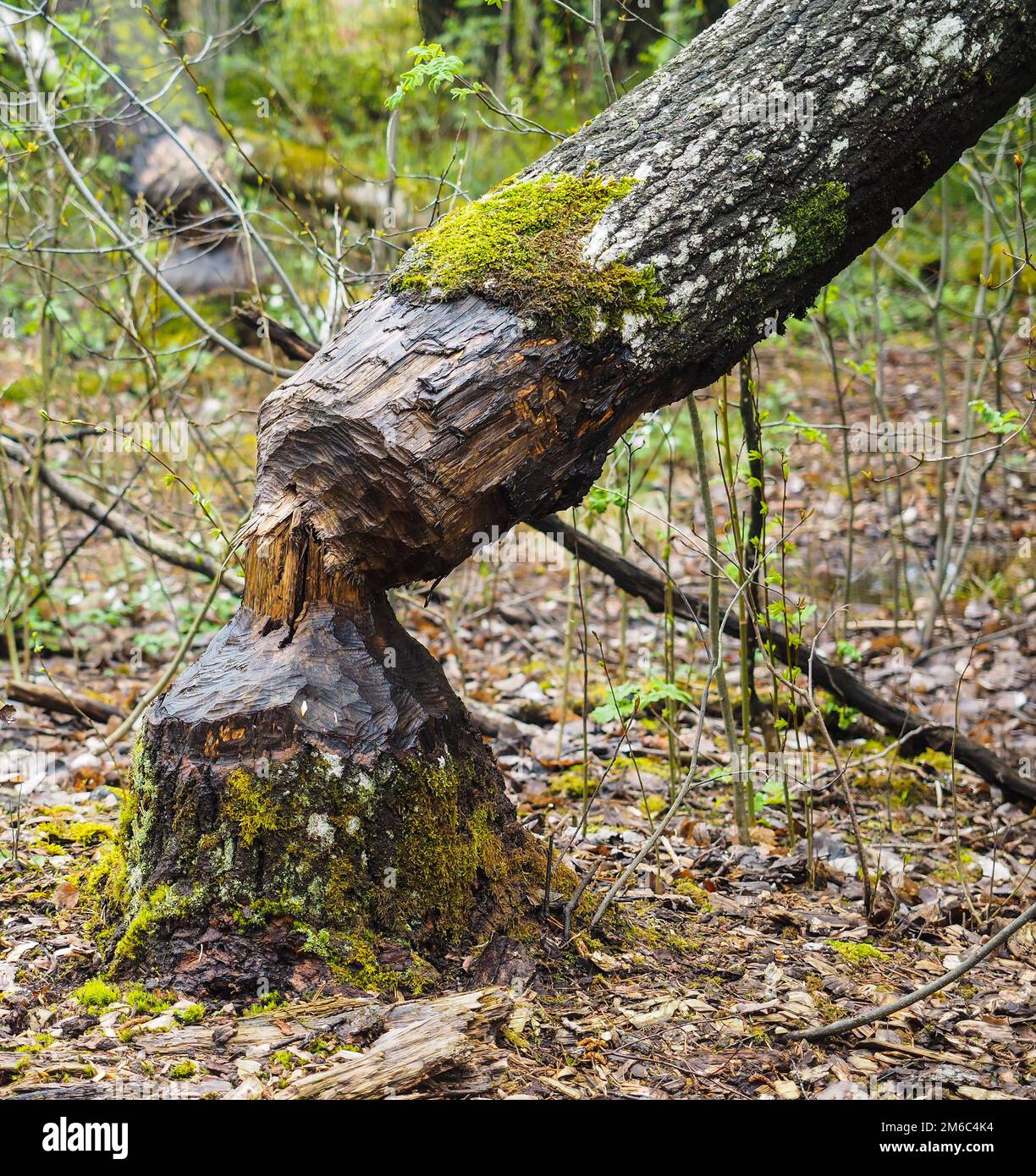 Tree eaten beaver hi-res stock photography and images - Alamy