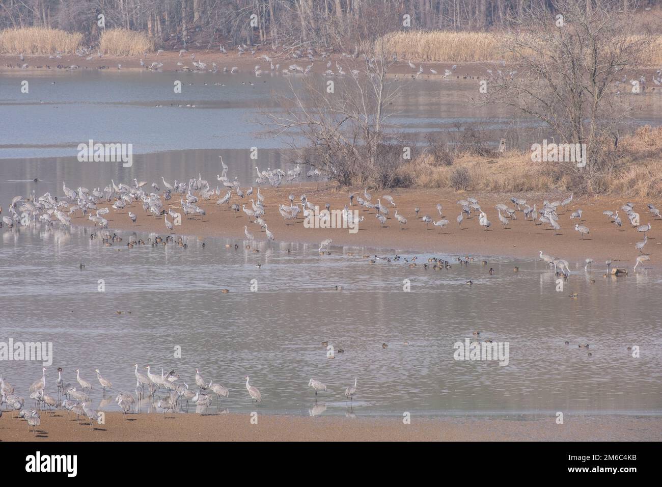 Hundreds and more sandhill cranes, ducks and white pelicans migrating ...